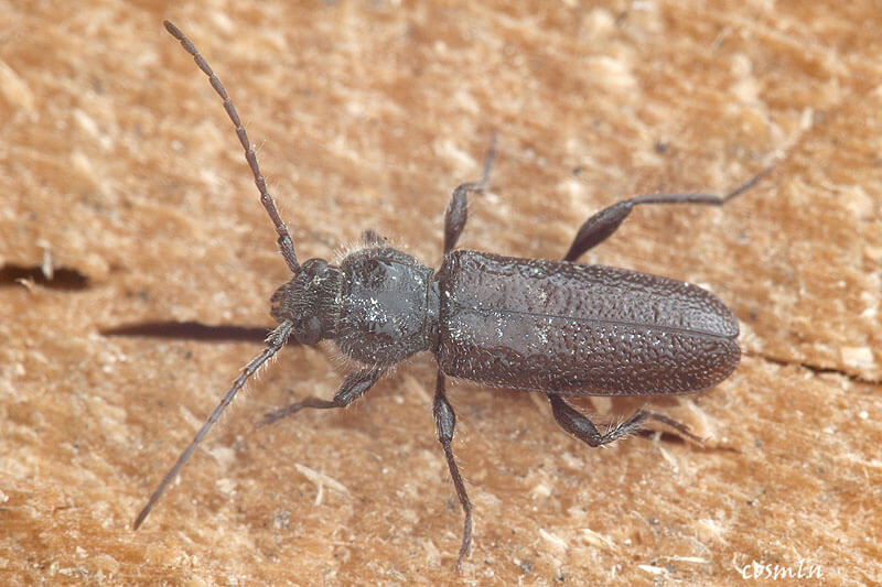 Wood Boring Insects - GTT