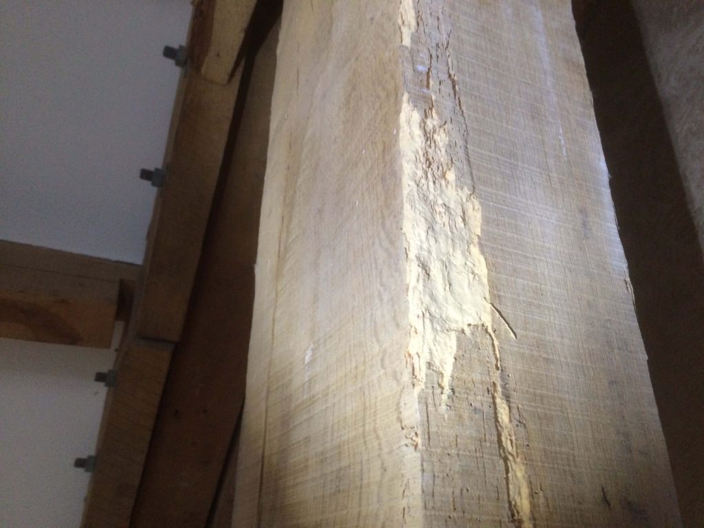 Wood Boring Insects - GTT