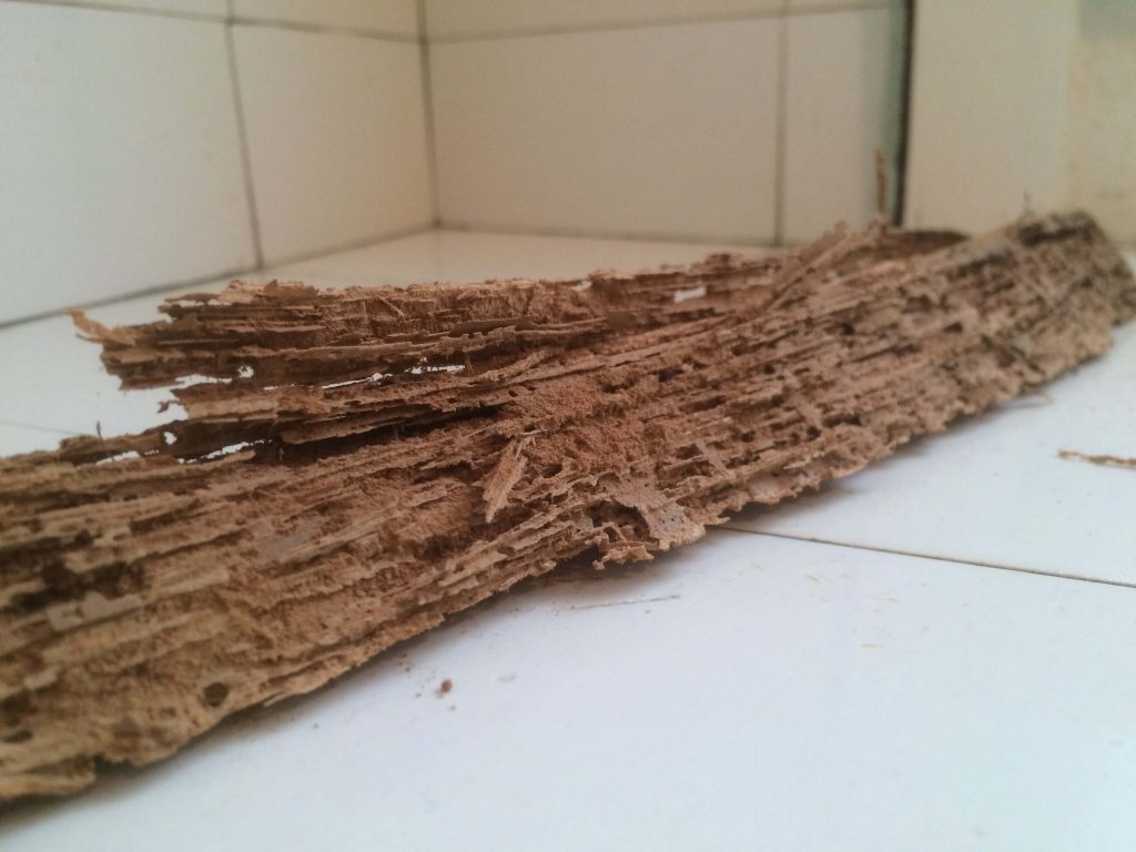 Wood Boring Insects - GTT