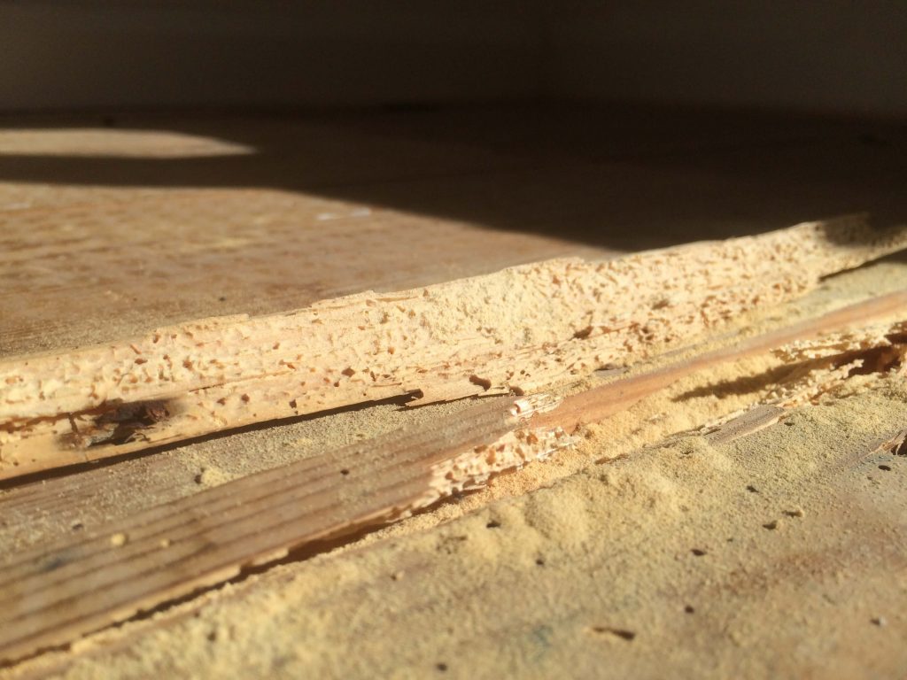 Wood Boring Insects - GTT