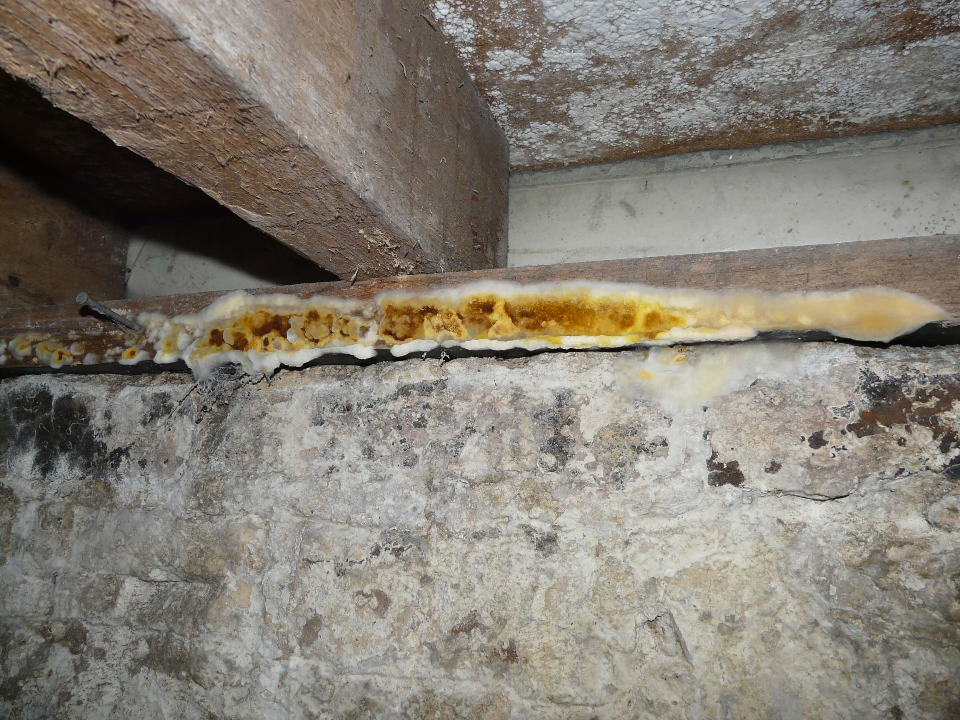 Timber and Damp - GTT