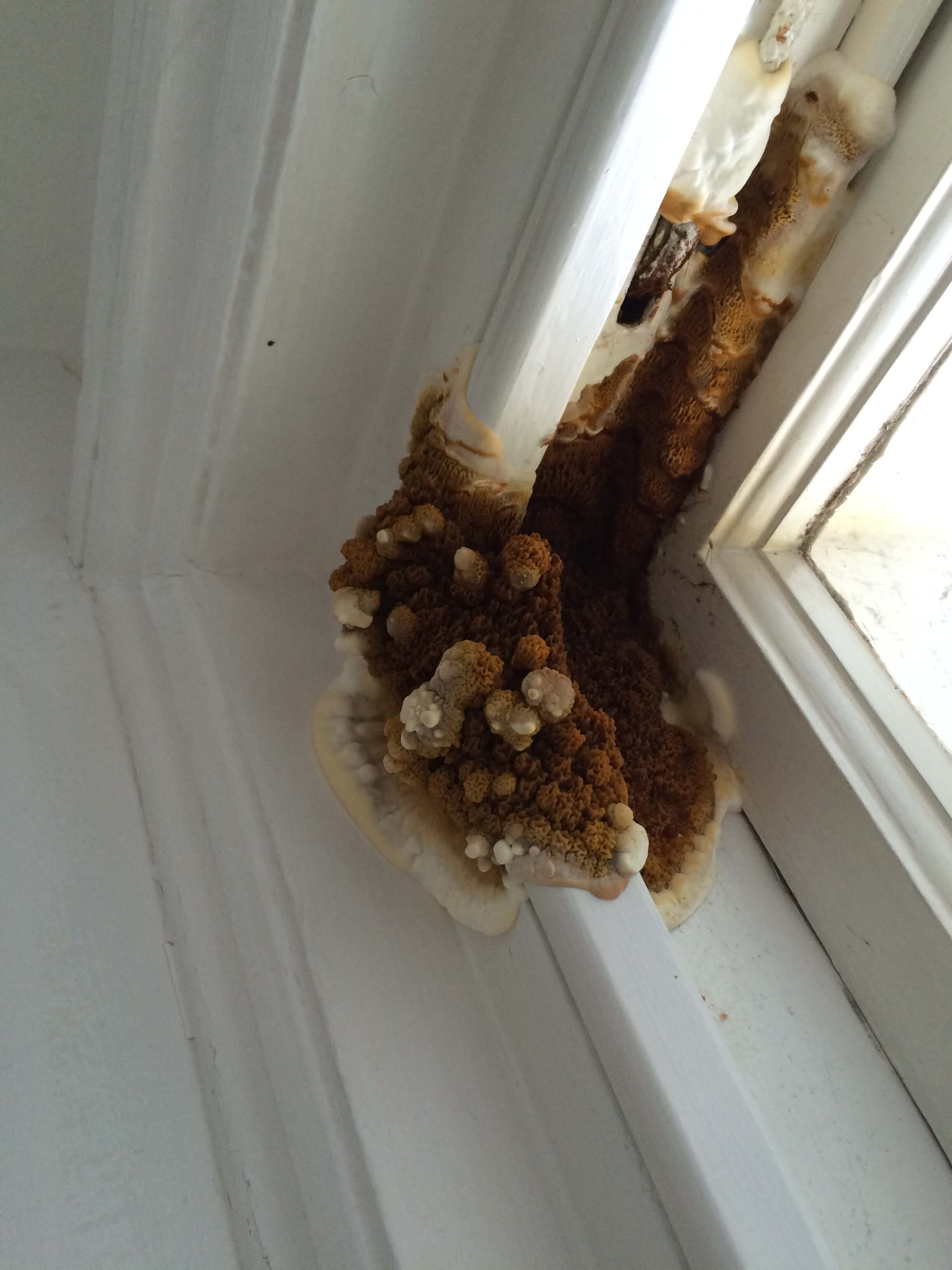 Timber and Damp - GTT
